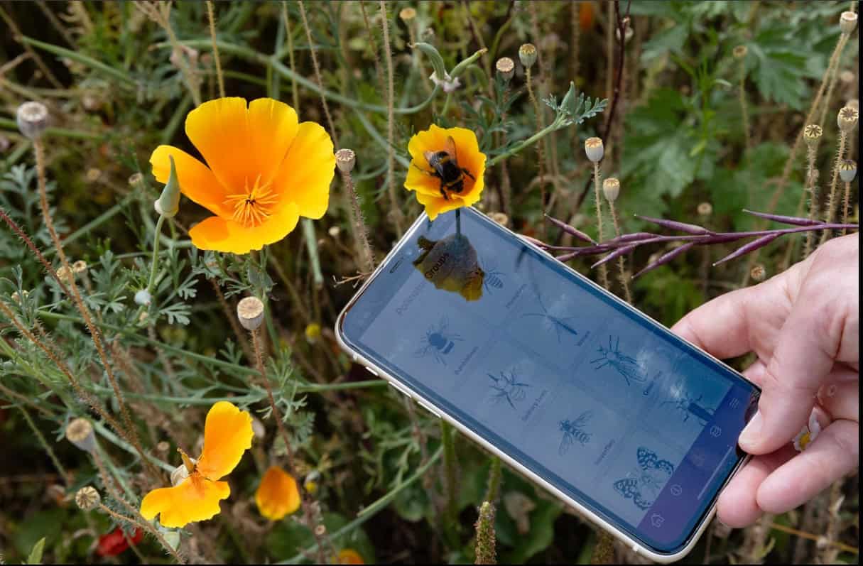 17 July - Annual Pollinator Count - Better Bankside